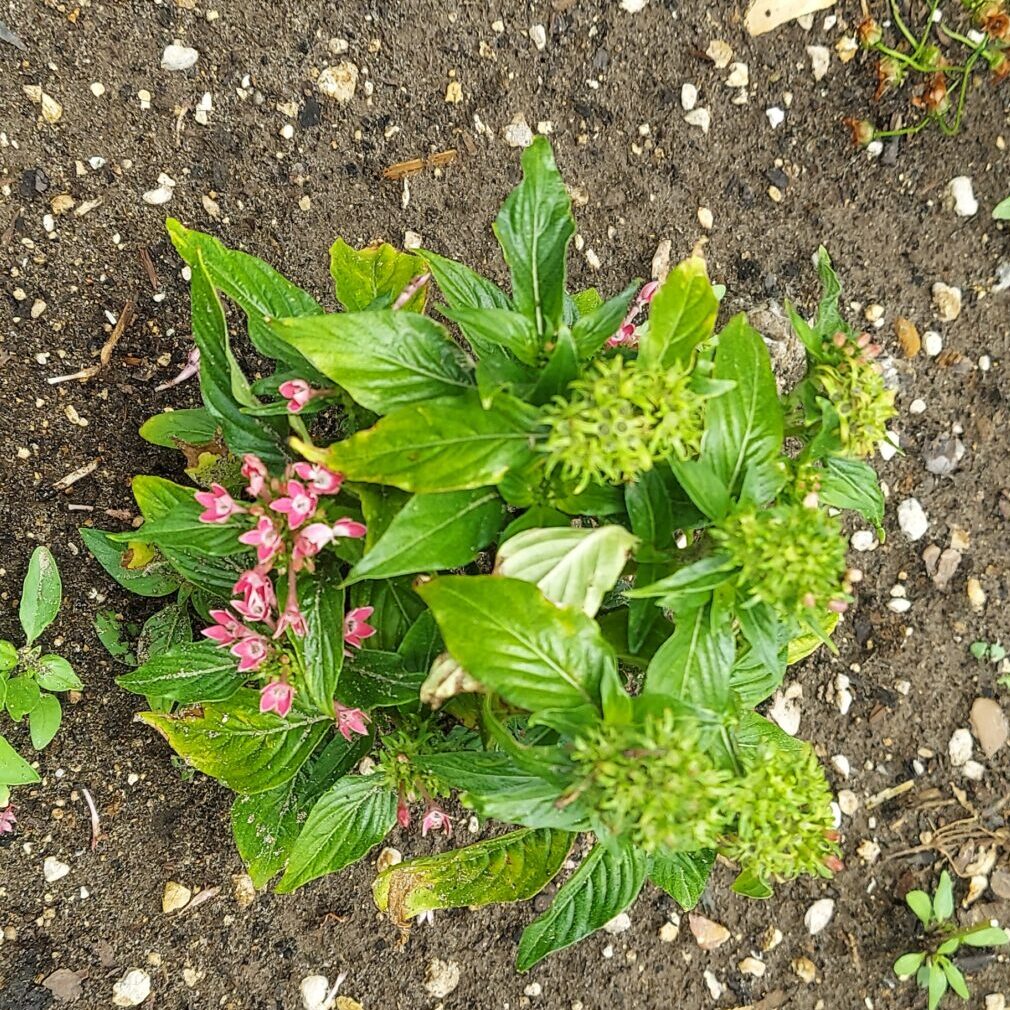 Pink Pentas