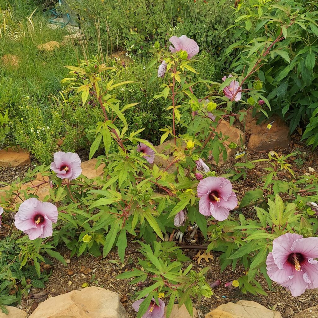 Pink rose mallow